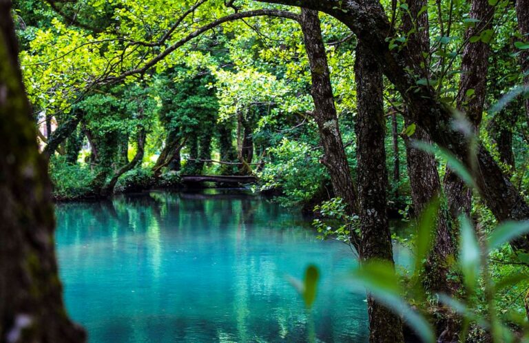 15 činjenica o prašumi Janj - Zanimljive Činjenice